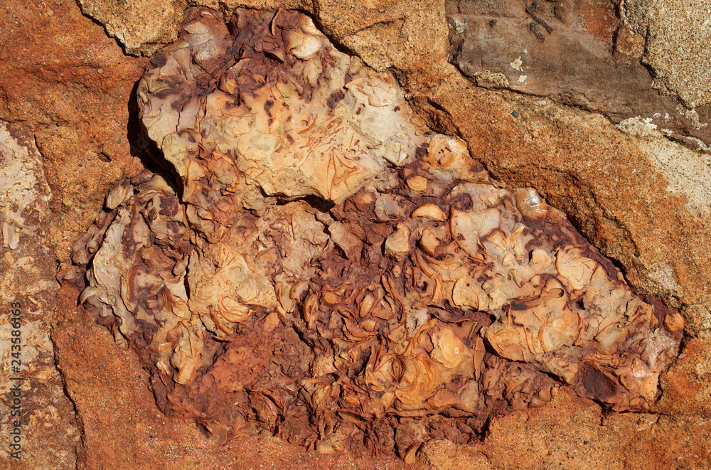 Image patch of original wall of 14-th century with bricks of shell ...