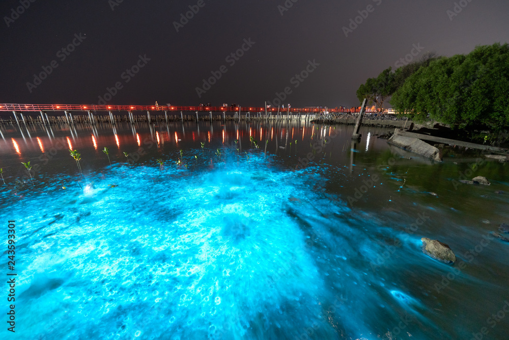 Bioluminescent Plankton Light Up the Sea, The Mesmerising Phenomenon ...