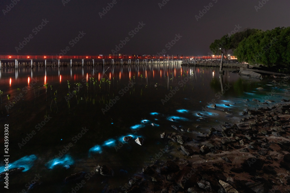 Bioluminescent Plankton Light Up the Sea, The Mesmerising Phenomenon ...