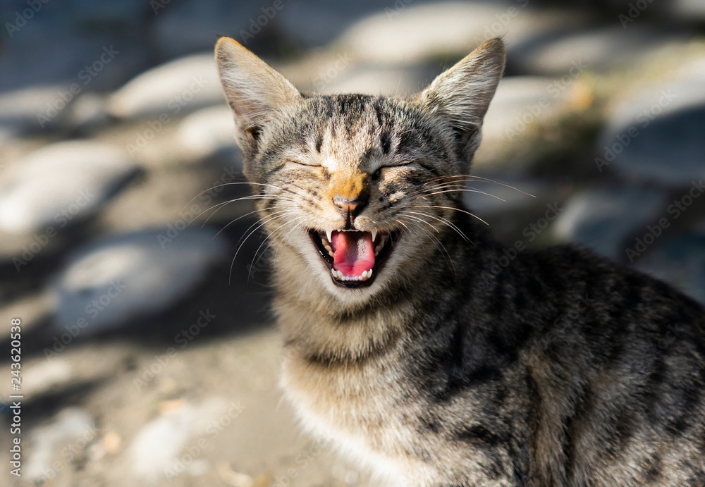 Cute Cat Yawning