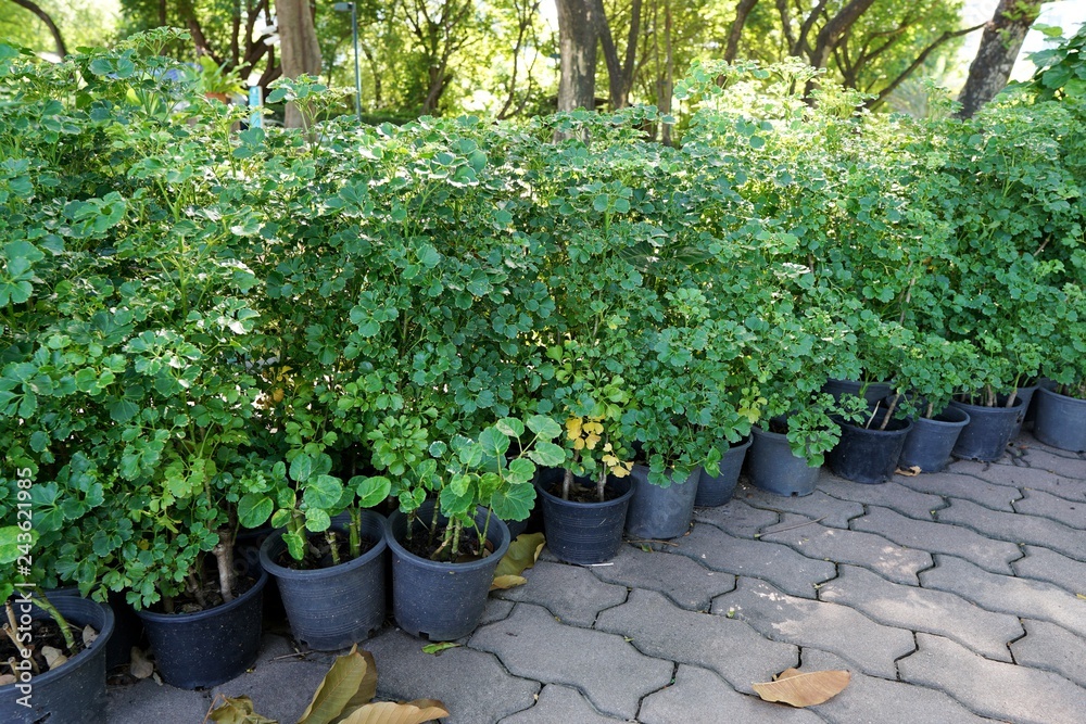 Group of polyscias Guilfoylei, Quercifolia or Geranium Aralia ...