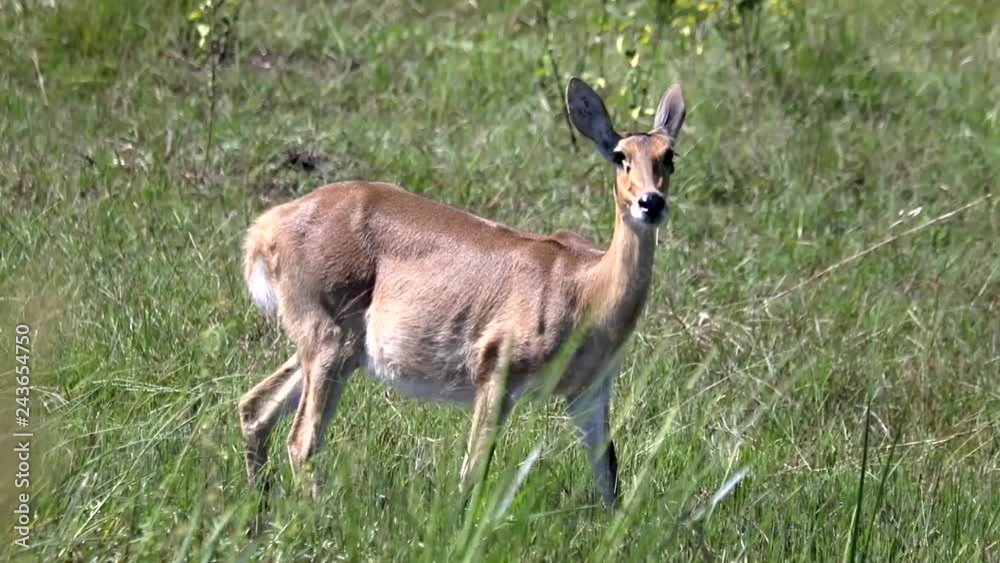 Vidéo Stock 50 fps - Footage of a Southern Reedbuck female standing in ...