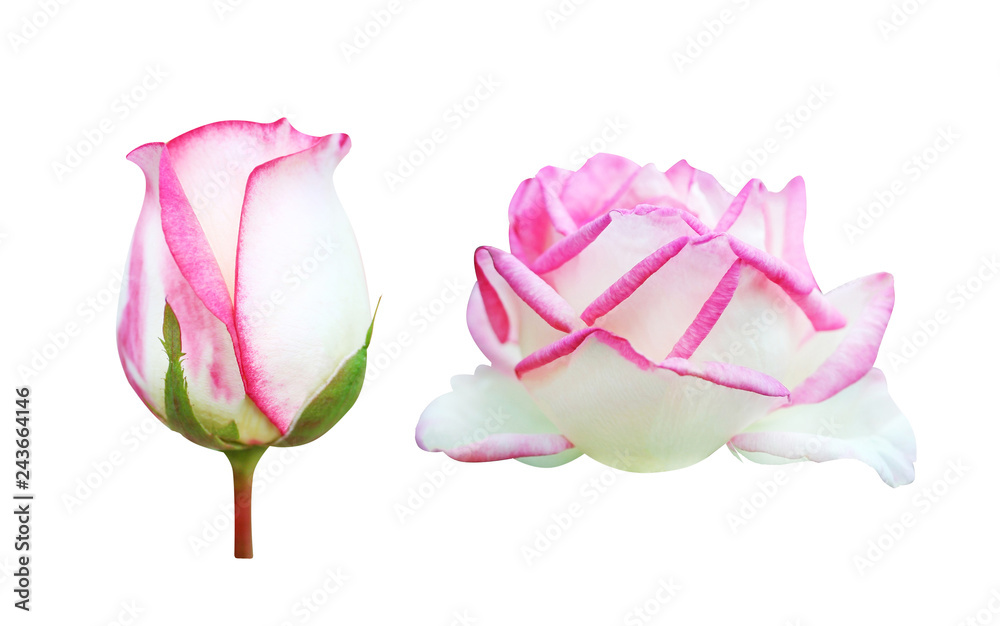 White Roses With Pink Tips Wallpaper