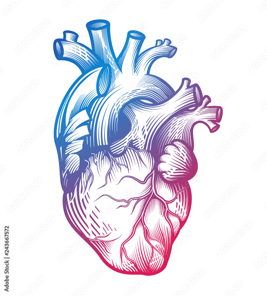 Human heart in engraving technique with blurple gradient color ...