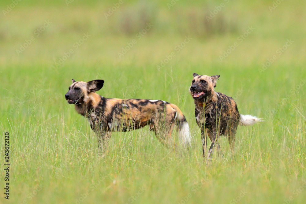 African wild dog, walking in the green grass, Okacango deta, Botswana ...