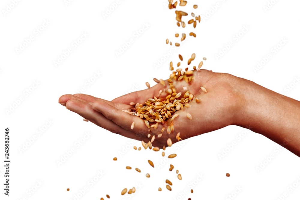 Wheat Grains Falling