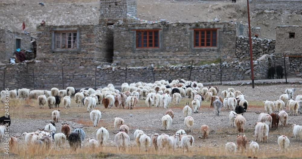 Ladakh countryside rural scene. Domestic animals return to Korzok ...