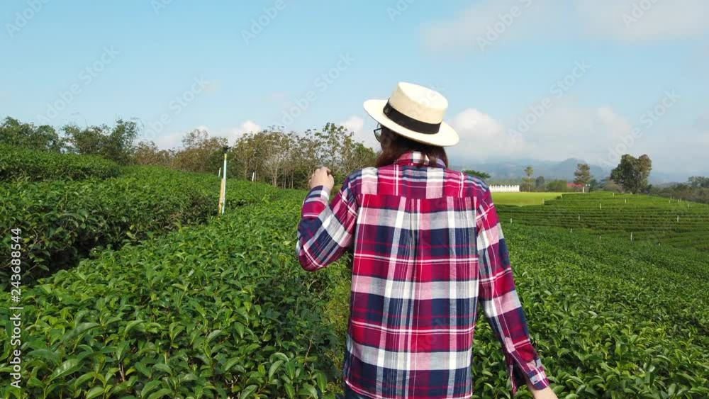 Tea gardeners walk around the tea tree. Detect insect pests And ...