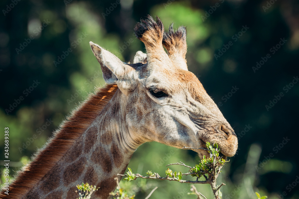 Giraffes Eating Plants