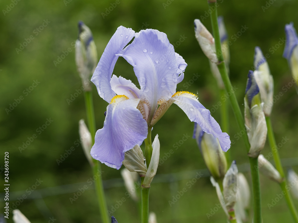 Iris barbata - Iris barbu ou iris de jardins aux tépales et sépales ...
