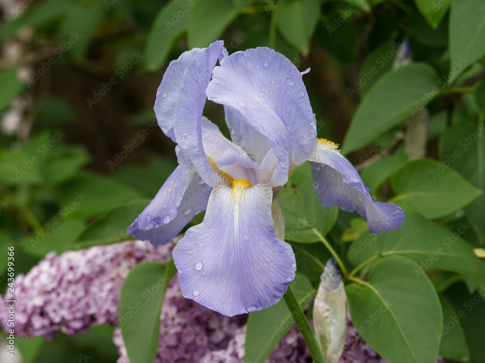 Iris barbata - Iris barbu ou iris de jardins aux tépales et sépales ...