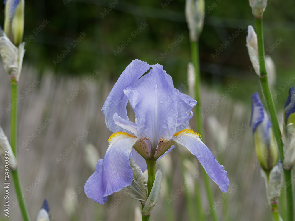 Foto de Iris barbata - Iris barbu ou iris de jardins aux tépales et ...