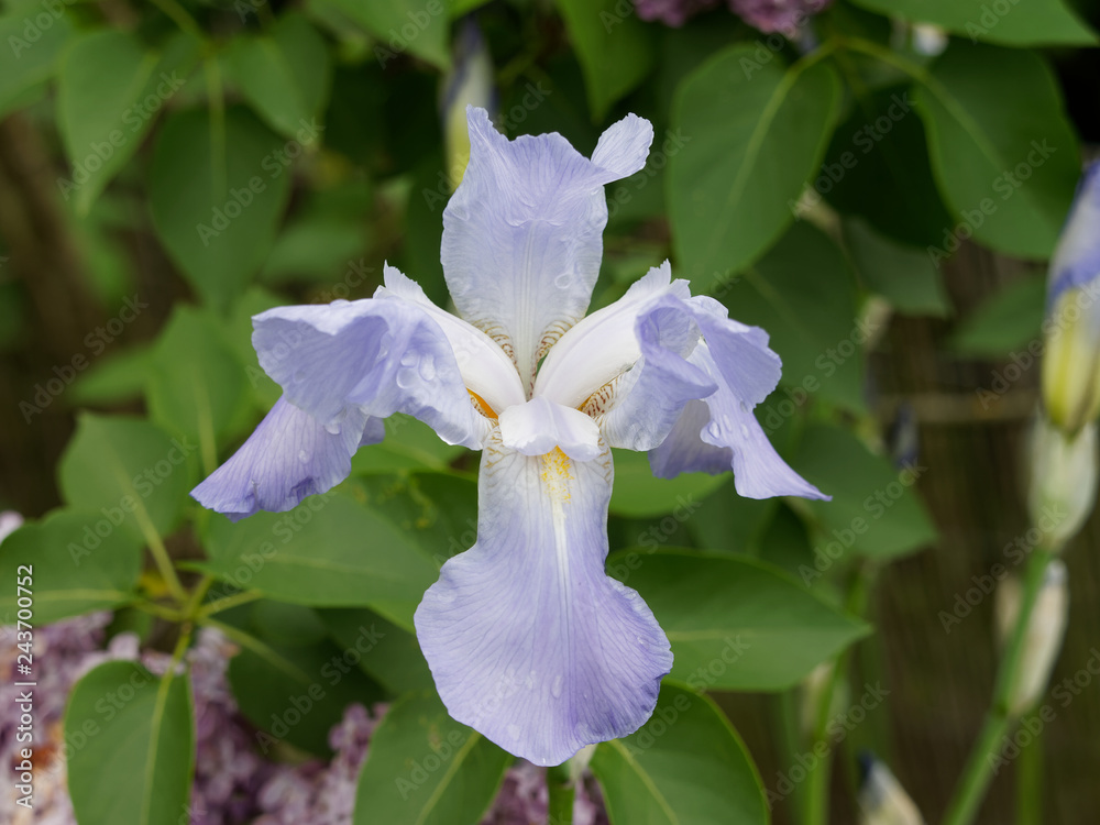 Iris barbata - Iris barbu ou iris de jardins aux tépales et sépales ...