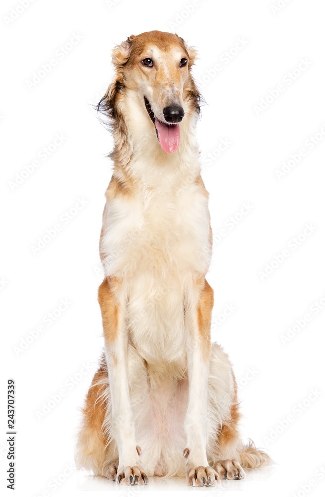 Russian borzoi, Russian hound greyhound Dog Isolated on White ...
