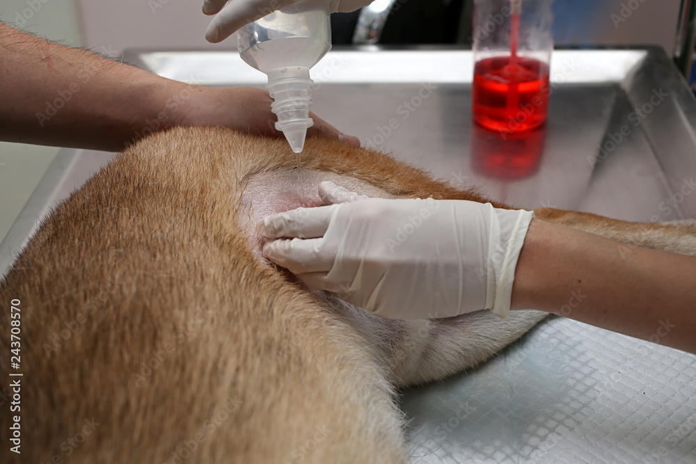 The veterinarian is cleaning the wound with salt water. Cleaning the ...
