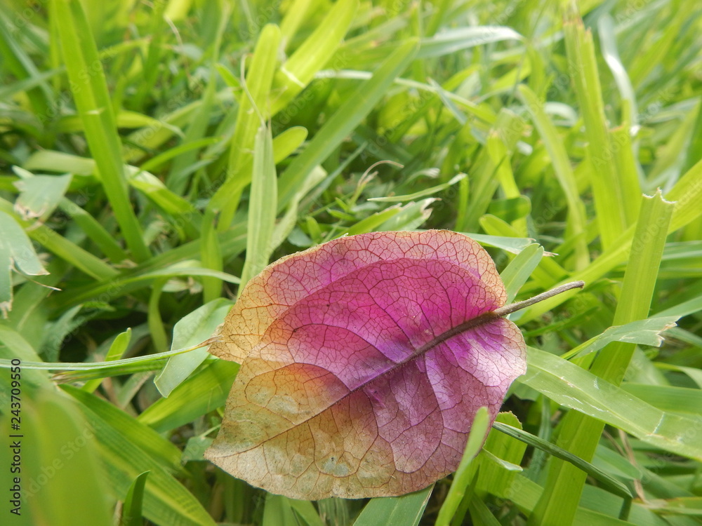 hoja caida de un arbol,hoja en pasto verde, otoño, hoja rosada, hoja ...