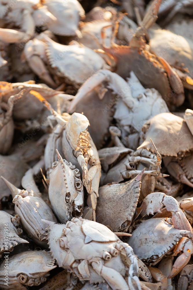 Empty crab shells making piles by Vistonida lake in Rodopi, Greece ...