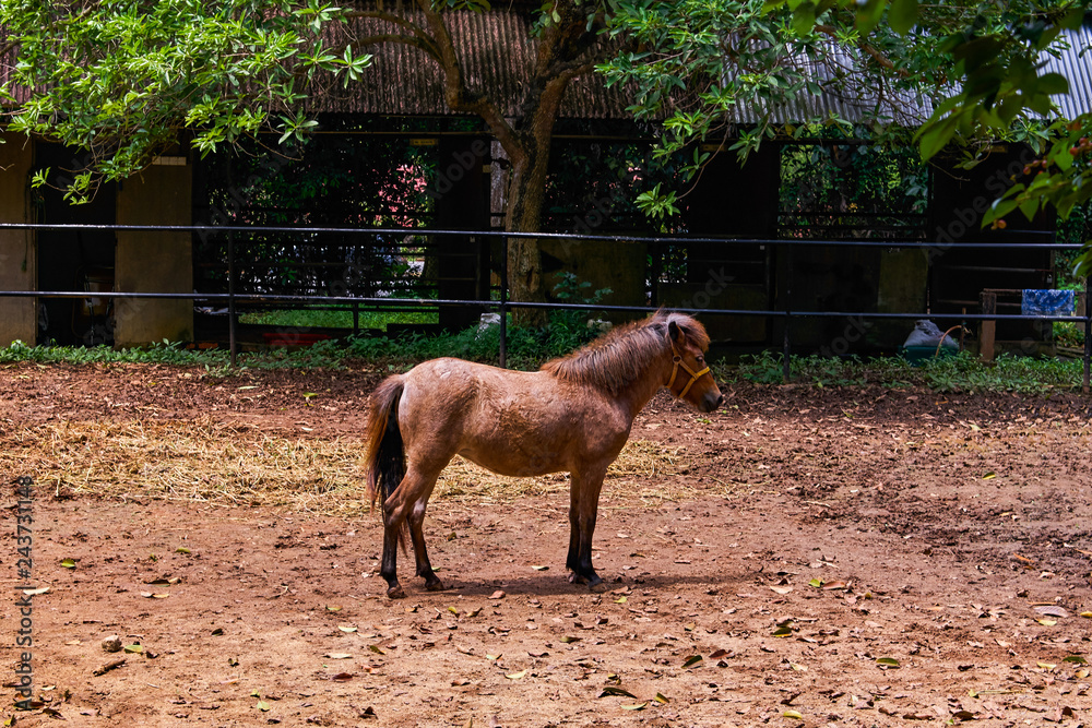 Kuda Padi also known as Bajau Pony Stock Photo | Adobe Stock