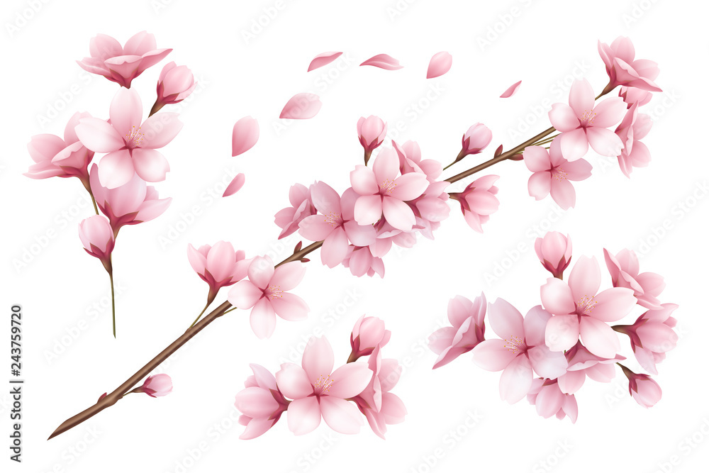 Sakura Realistic Set Stock Vector | Adobe Stock