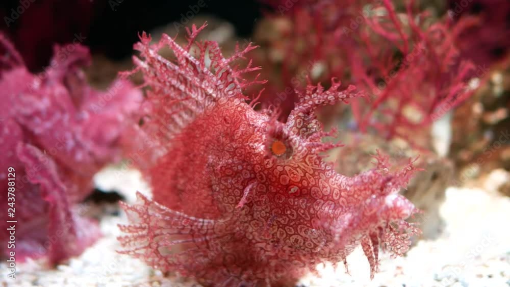 Weedy Scorpionfish in aquarium, The Weedy Scorpionfish Rhinopias ...