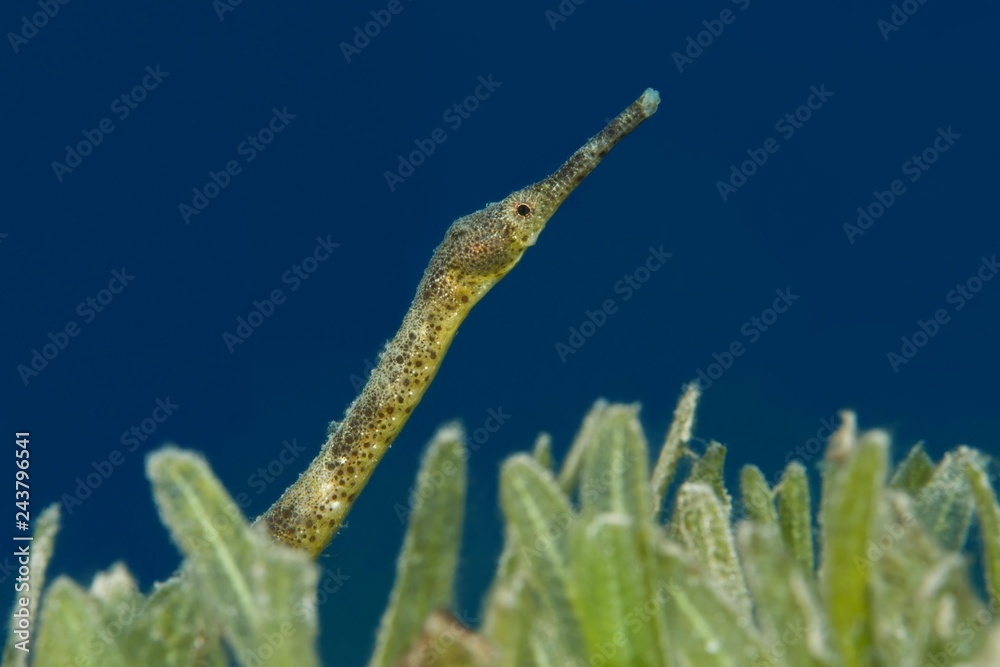 Short-tailed Pipefish (Trachyrhamphus bicoarctatus) on the sea grass ...