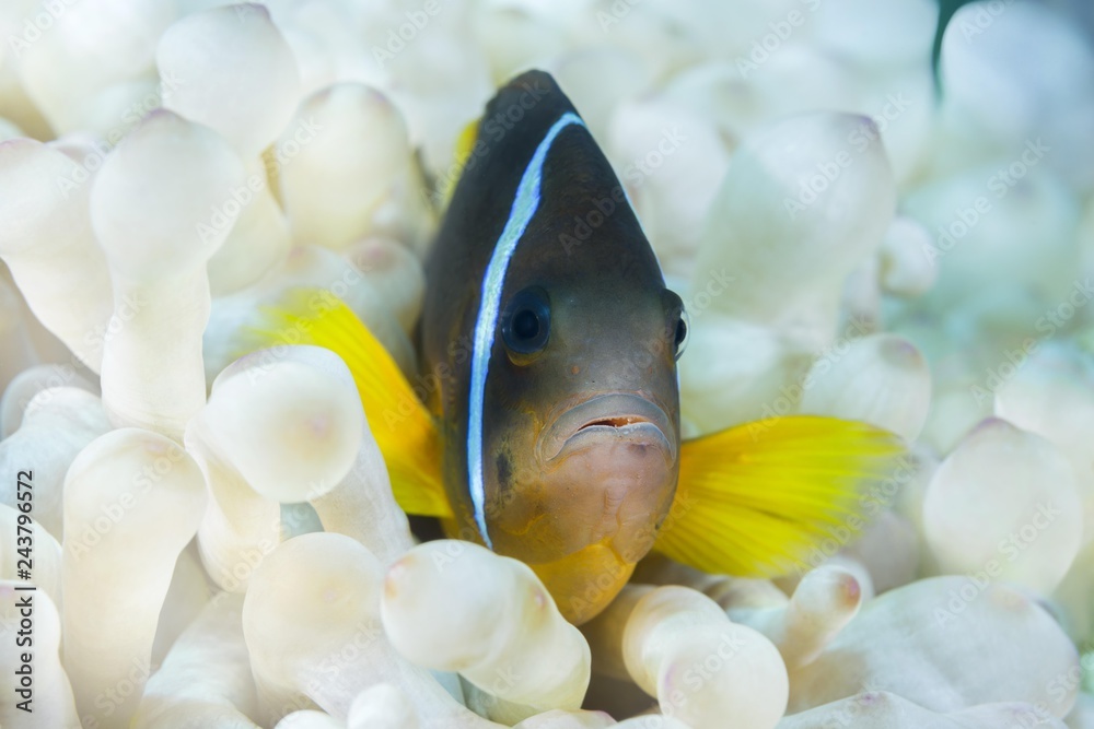 Red Sea Anemonefish (Amphiprion bicinctus) hiding in white (Albinism ...