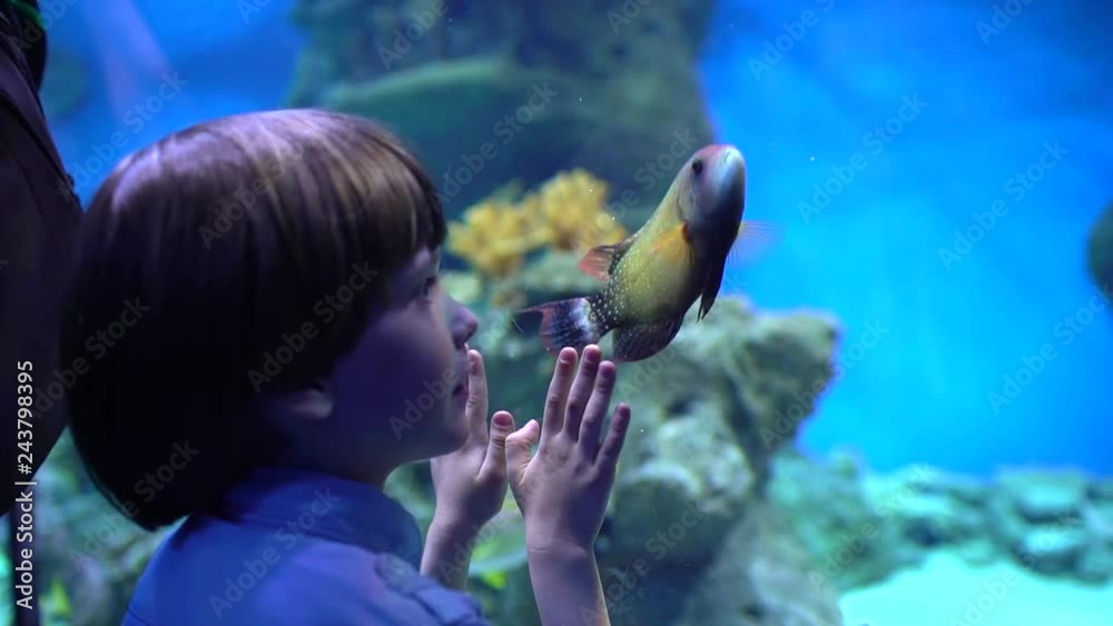 Child, little boy watching, looking fishes in under water aquarium in ...