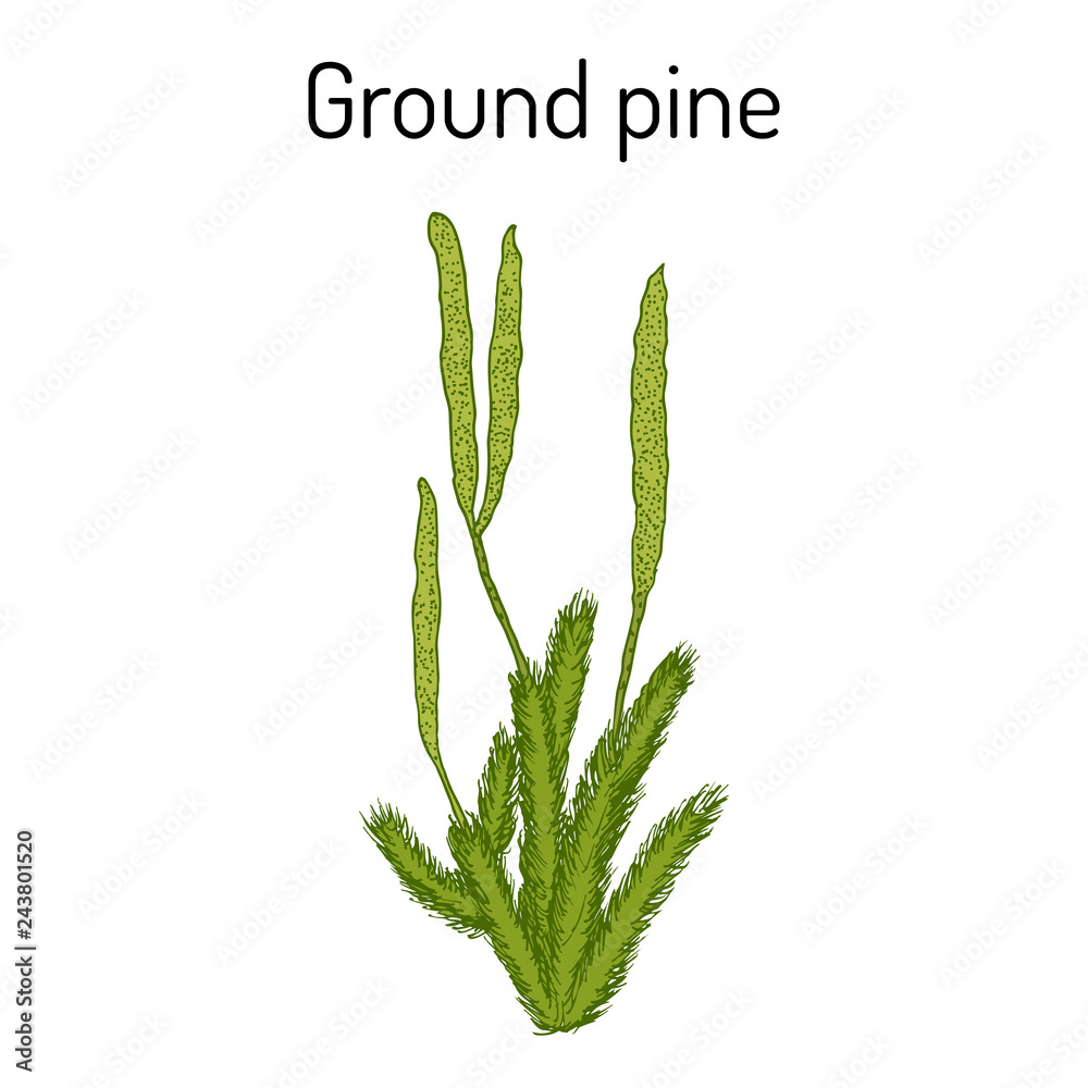 Ground pine Lycopodium clavatum , or common club moss, medicinal plant ...