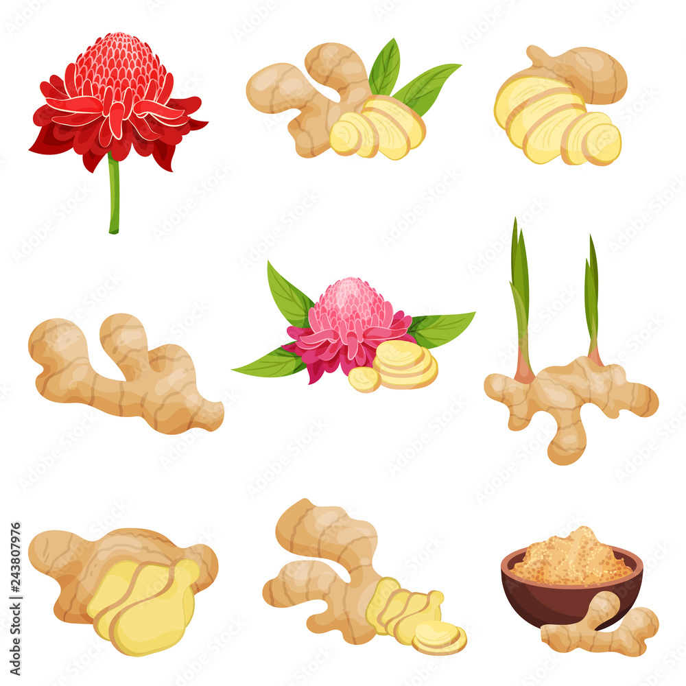 Flat vector set of ginger icons. Fresh roots with slices, flowers and ...