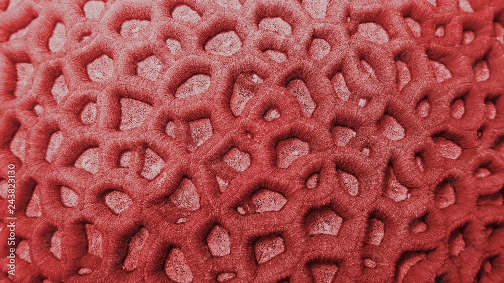 Coral color - living coral - color of year 2019 - Organic texture of ...