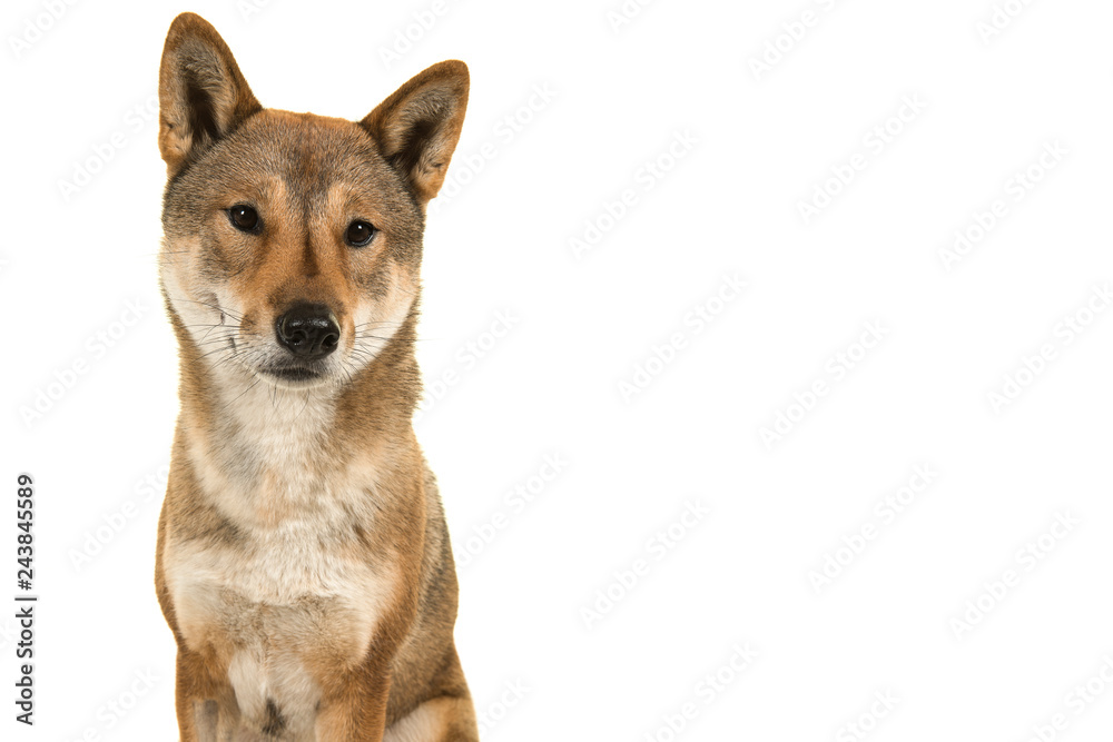 Can Shikoku Be White