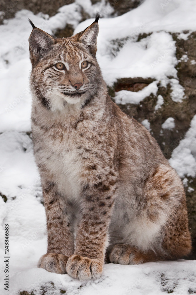 Poster A beautiful and proud wild forest wildcat Lynx sits upright and ...