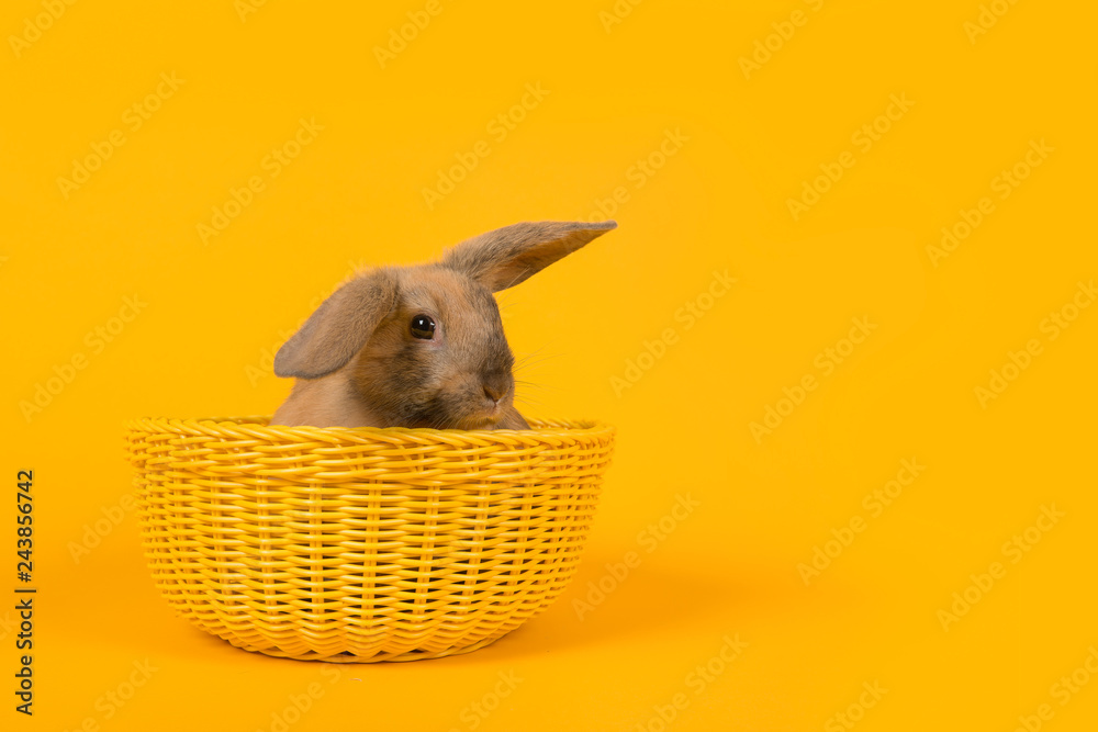 Cute young rabbit in a yellow basket on a yellow background Stock Photo ...