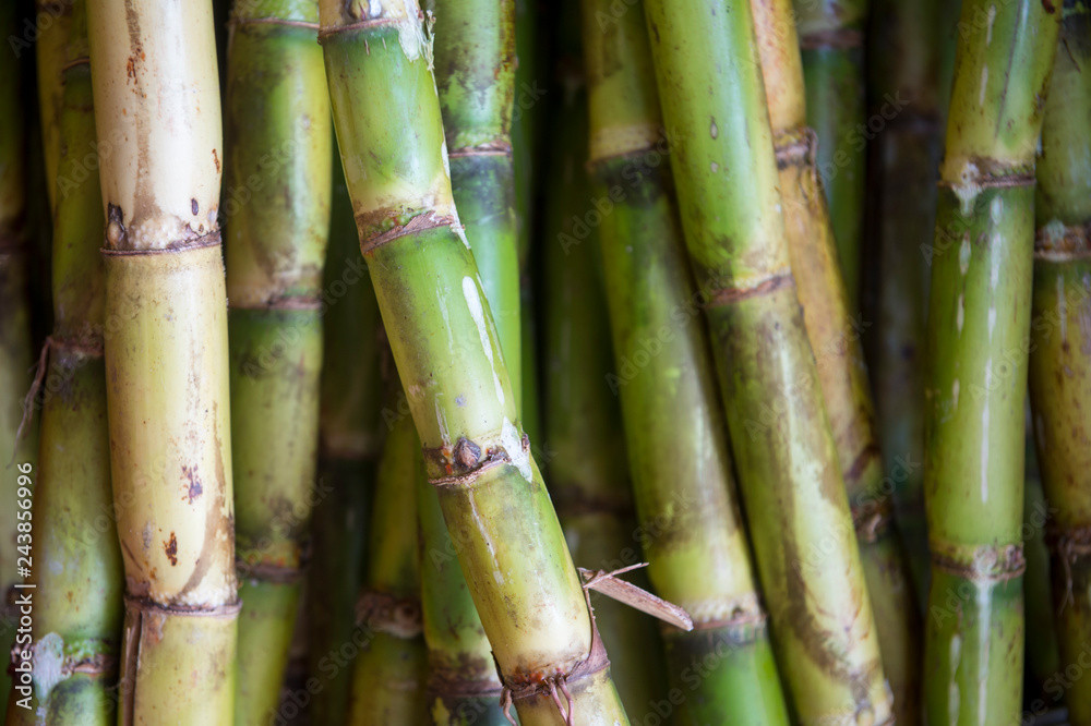 Sugarcane Stem