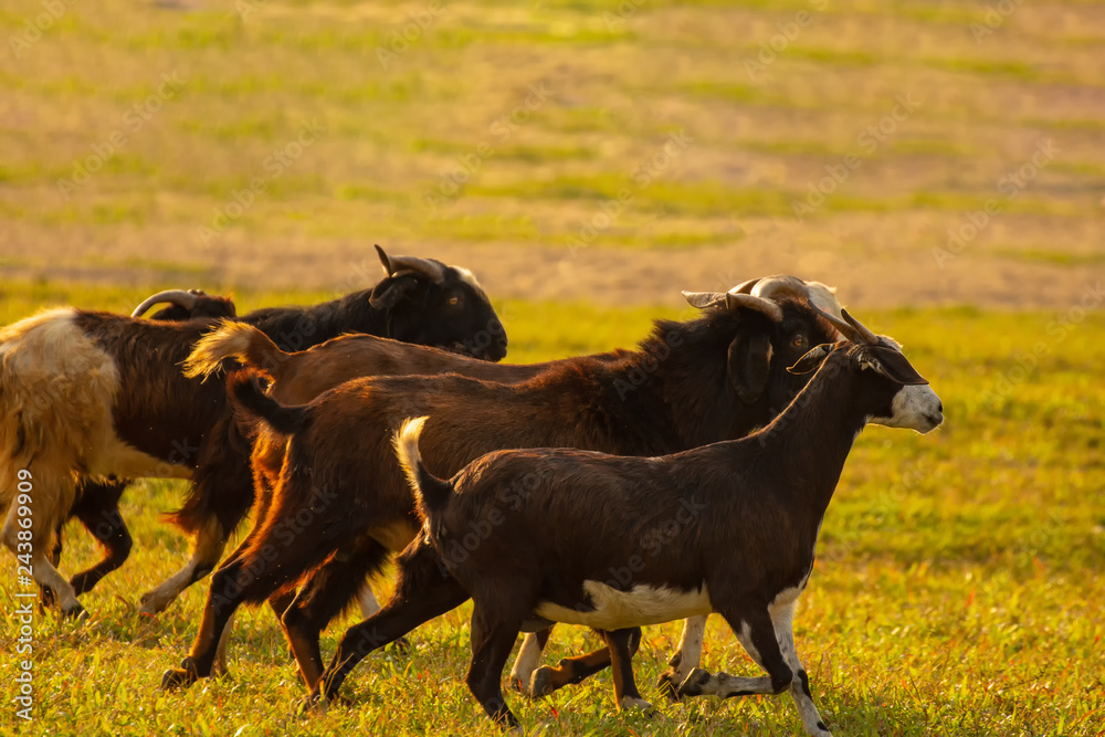 Herd of goats running and flock of sheep in the Lueneburger Heath under ...
