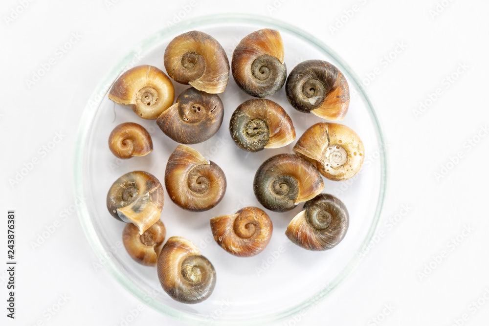 Study of the structure of Freshwater molluscs, For study in laboratory ...