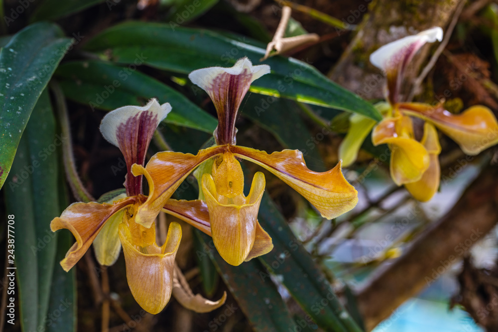 Paphiopedilum-villosum, Beautiful rare wild orchids in tropical forest ...