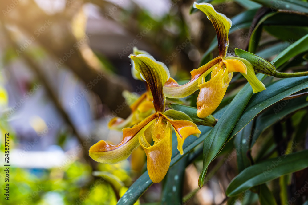 Foto de Paphiopedilum-villosum, Beautiful rare wild orchids in tropical ...
