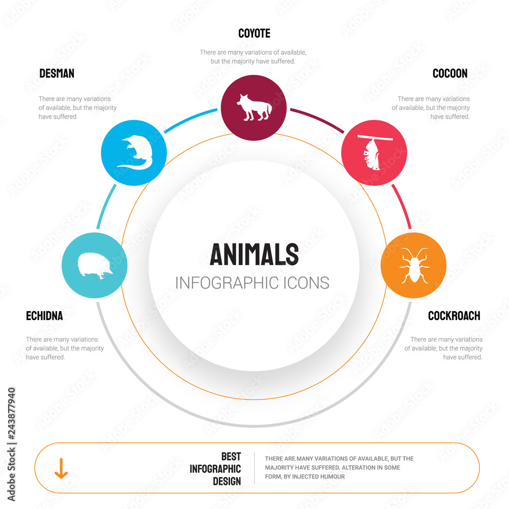 Abstract infographics of animals template. Echidna, Desman, Coyote ...