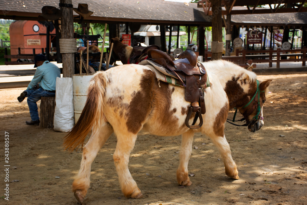 Dwarf horse standing relax in stable at animal farm in Saraburi ...