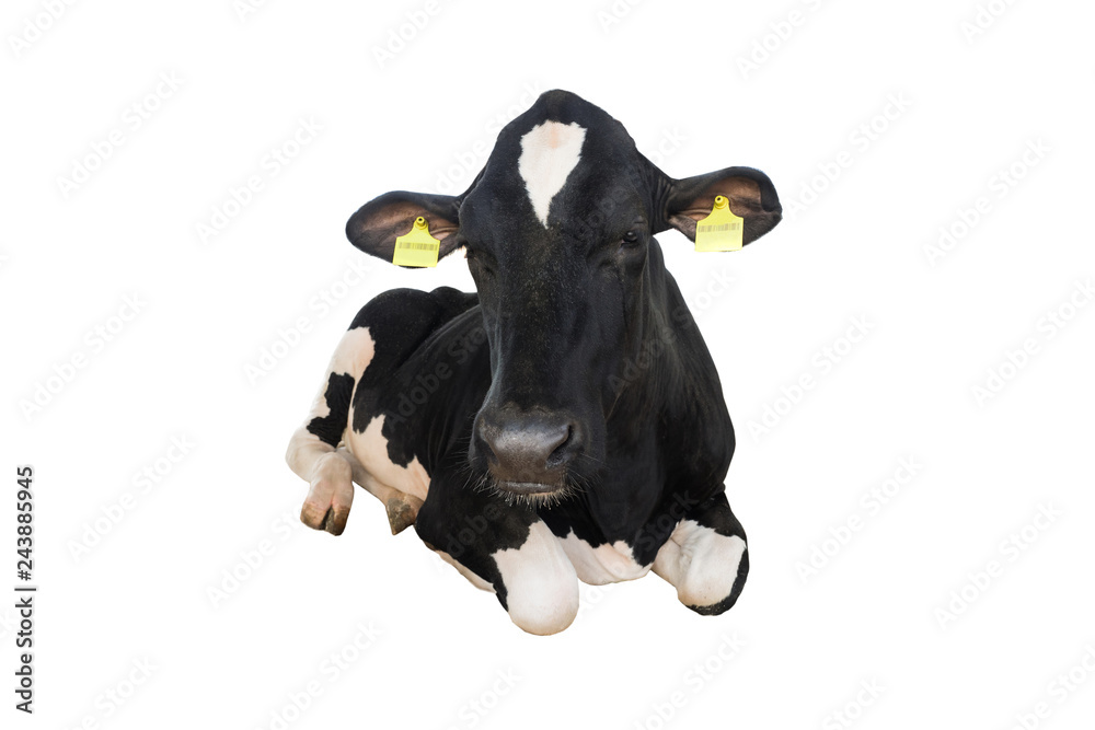 sitting cow isolated Stock Photo | Adobe Stock