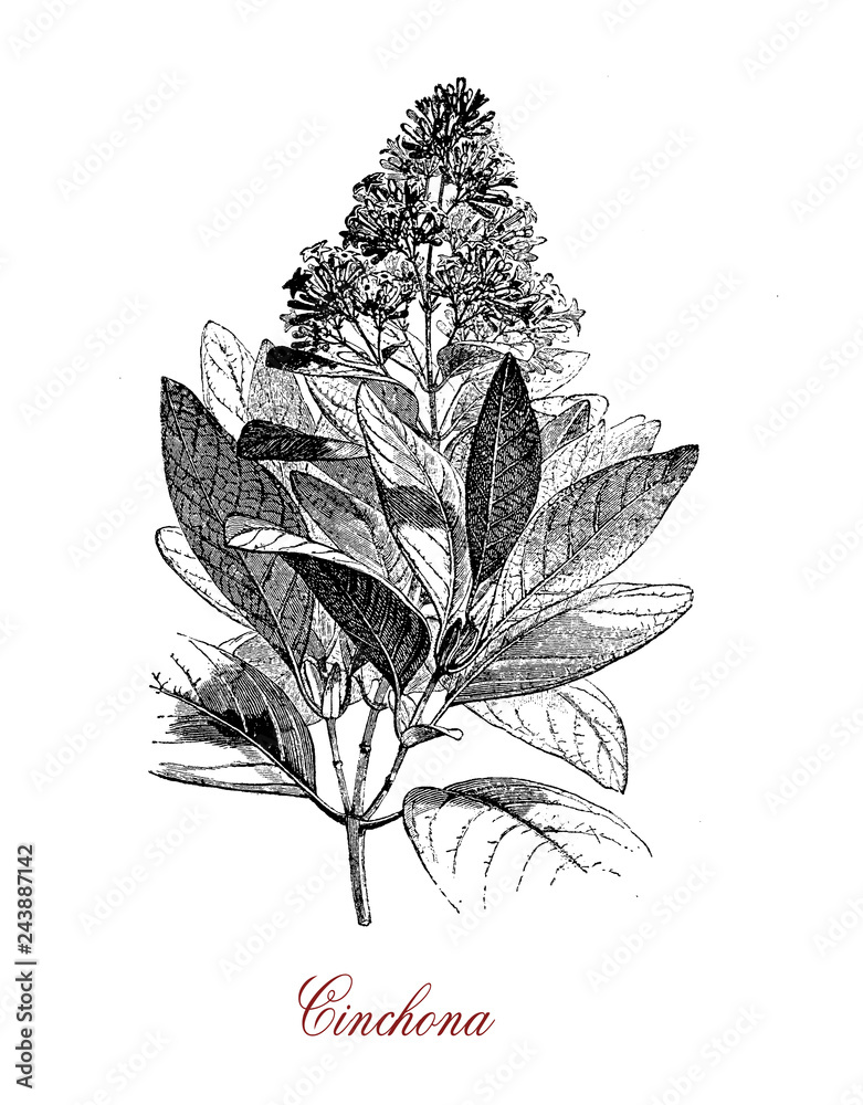 Cinchona Tree Leaves