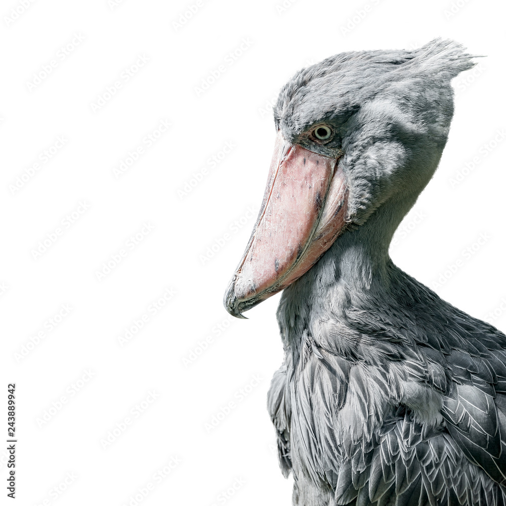 African Shoebill