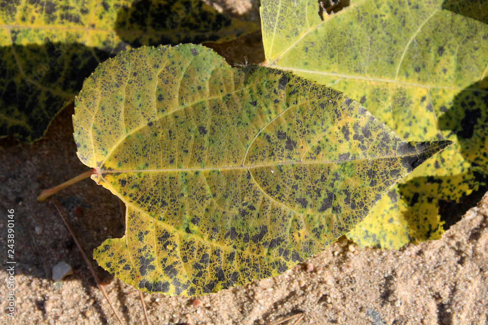 Aspen leaf black necrosis caused by Aspen Scale insects or Diaspidiotus ...