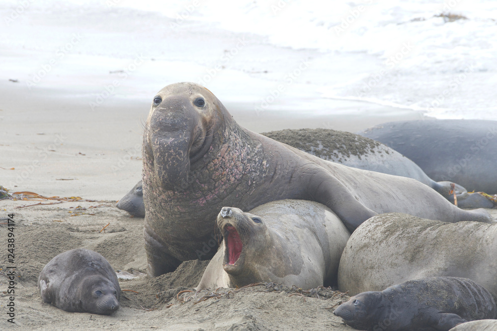 Elephant Seal Male Female Elephant Seal Facts (Genus Mirounga)