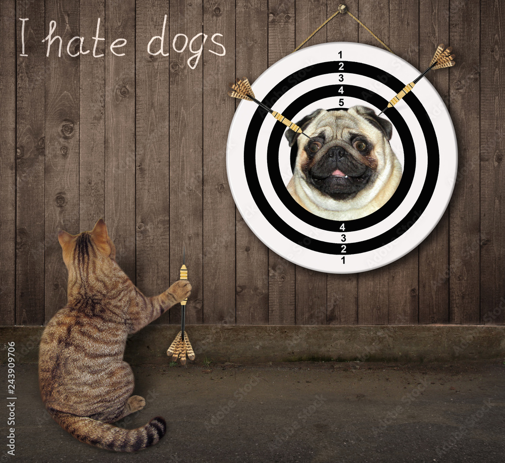 Why Does My Cat Hate Dogs