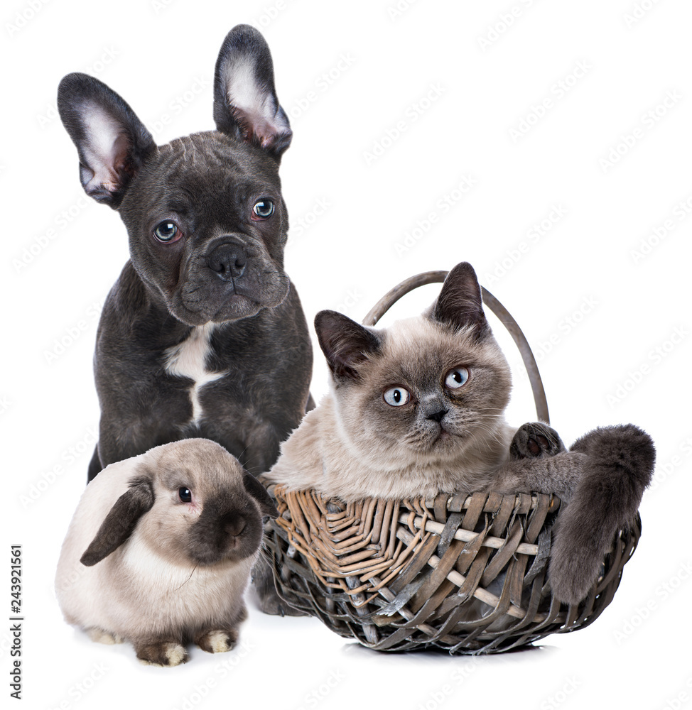 Pets isolated on white background Stock-Foto | Adobe Stock
