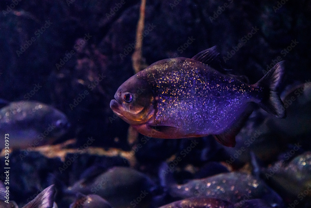 Fish Common Piranha Pygocentrus nattereri Stock Photo | Adobe Stock Fish Common Piranha Pygocentrus nattereri Stock Photo | Adobe Stock