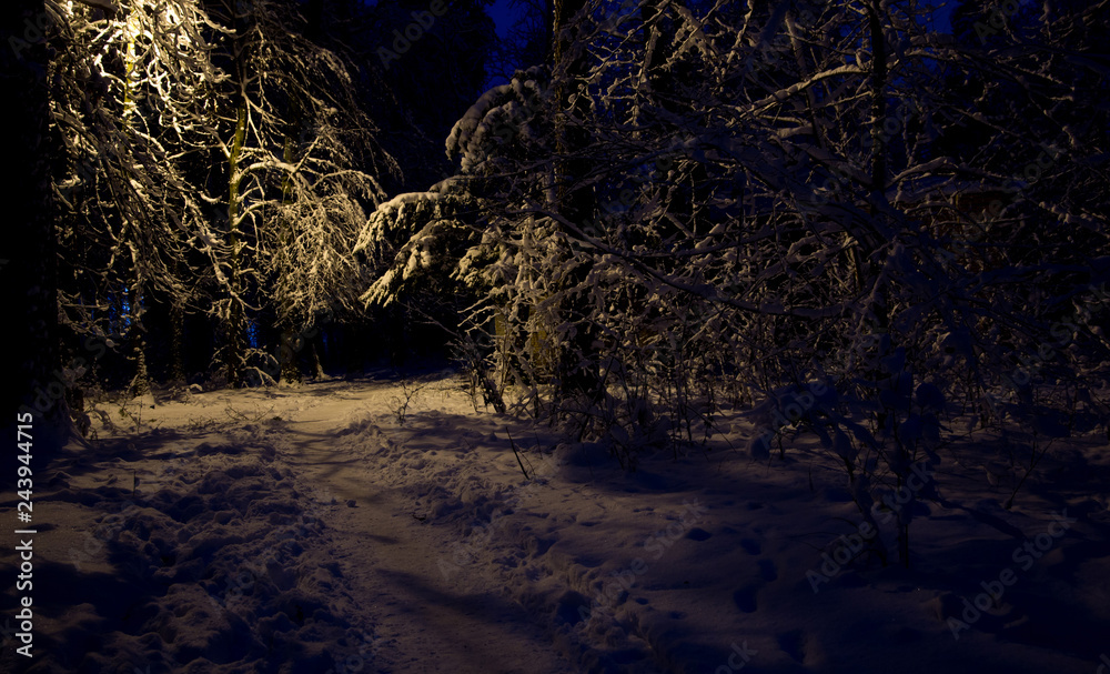 Winter Snow Trees Night