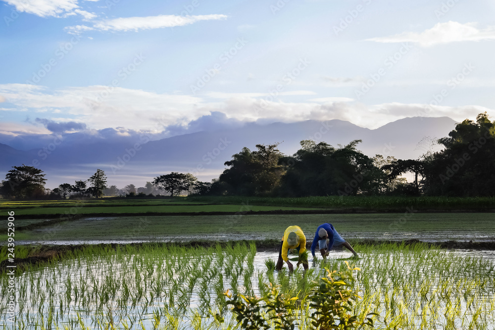 Philippines farmers planting rice Stock Photo | Adobe Stock